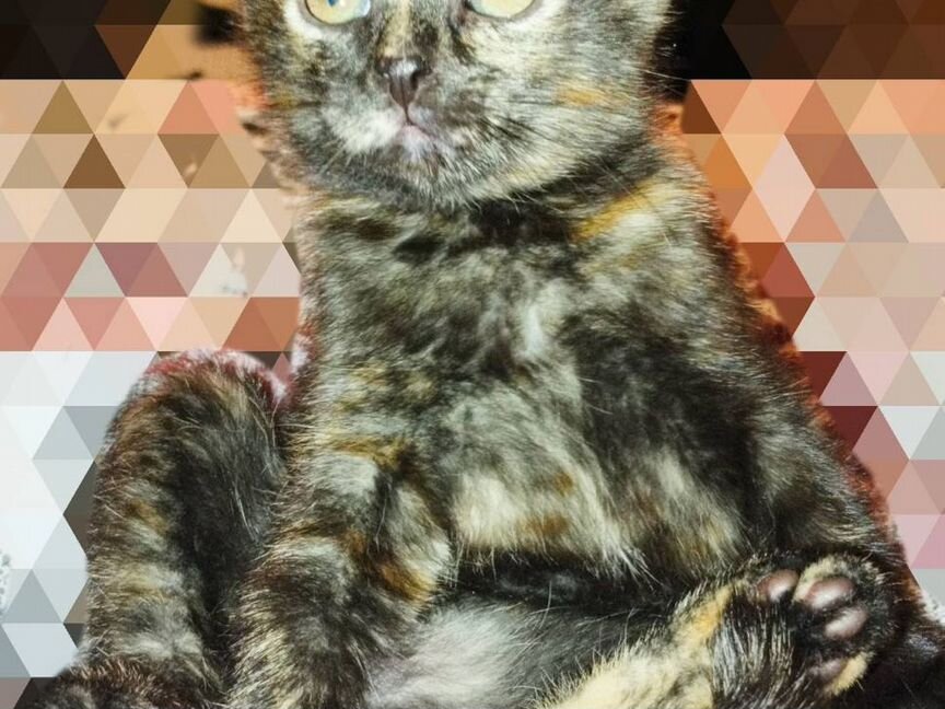 Котенок девочка