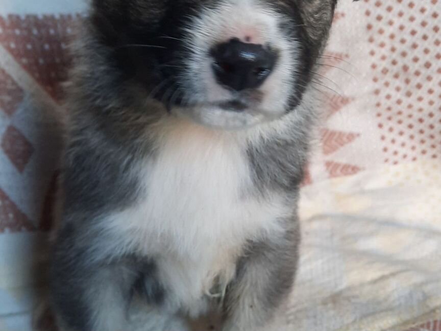 Собака/щенок/кутята