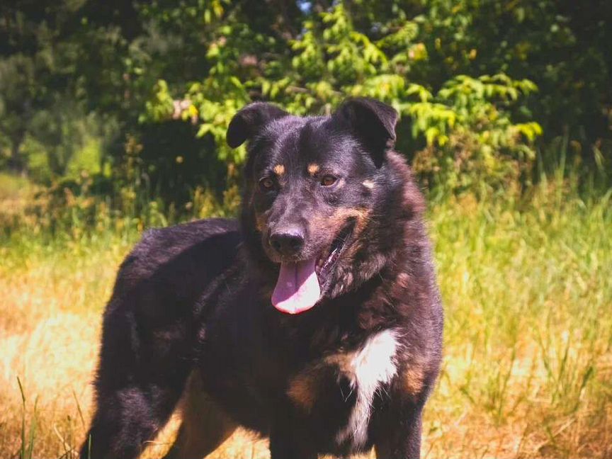 Верный друг ждёт тебя в приюте