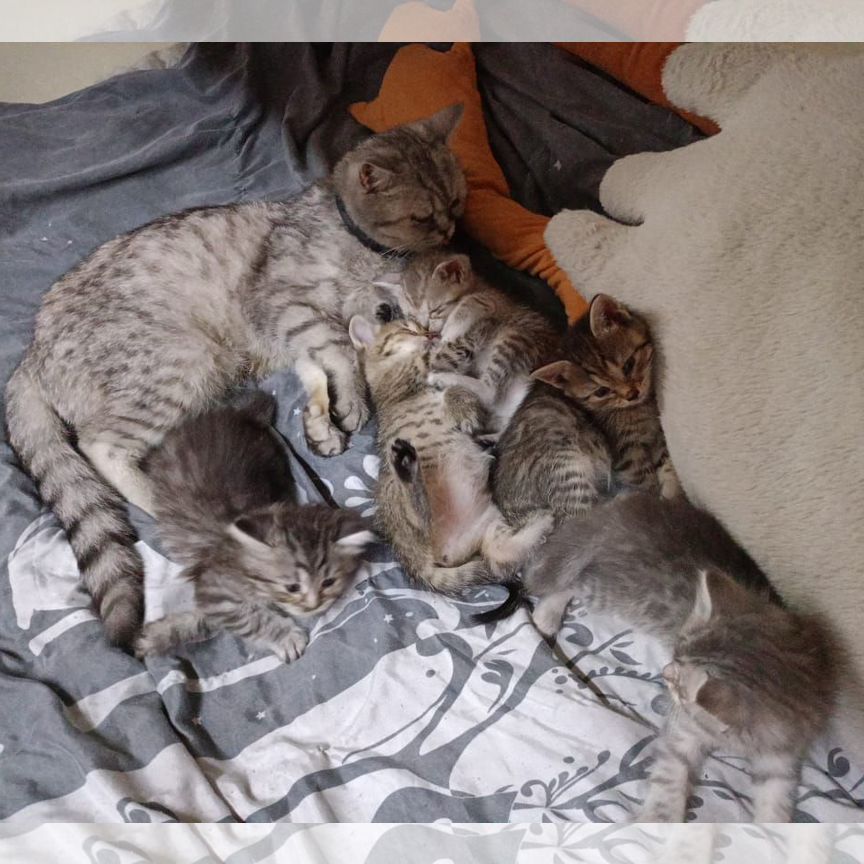 Отдам котят в добрые им 1 месяц и 2 нидели