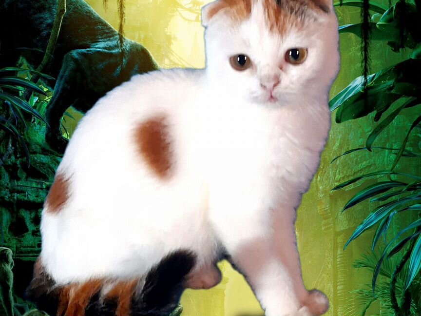 Шотландская кошечка 3 5 месяца