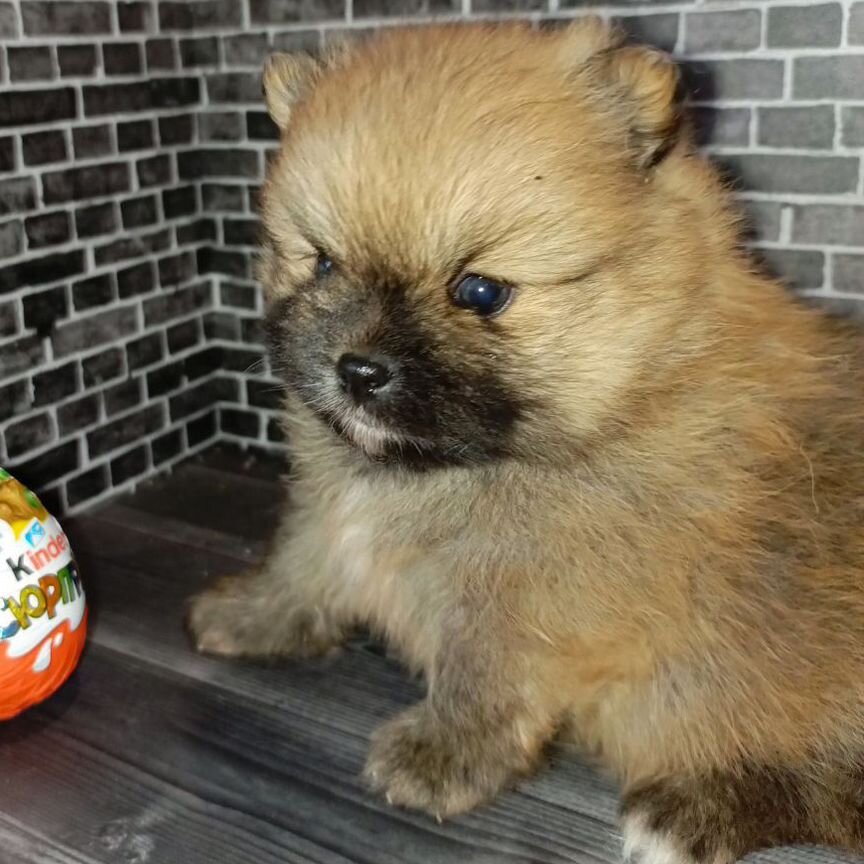 Немецкий шпиц, щенок