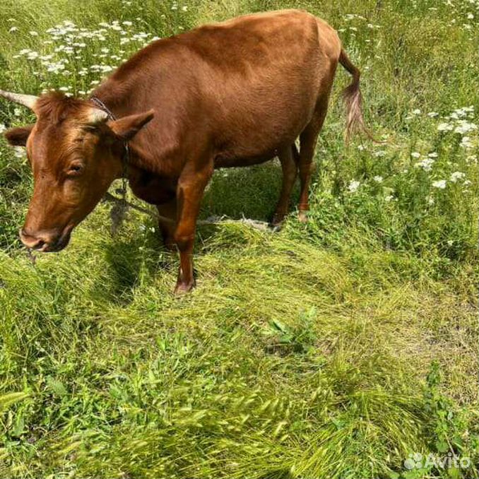 Продажа корова и телки