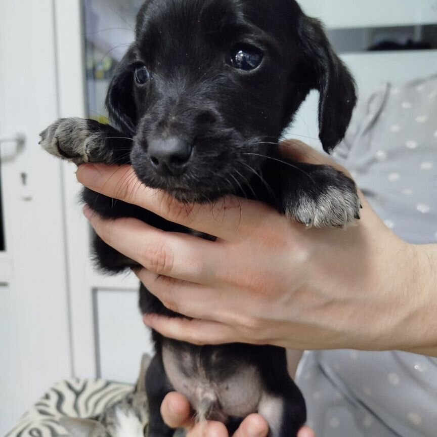 Щенки Спаниеля в добрые руки