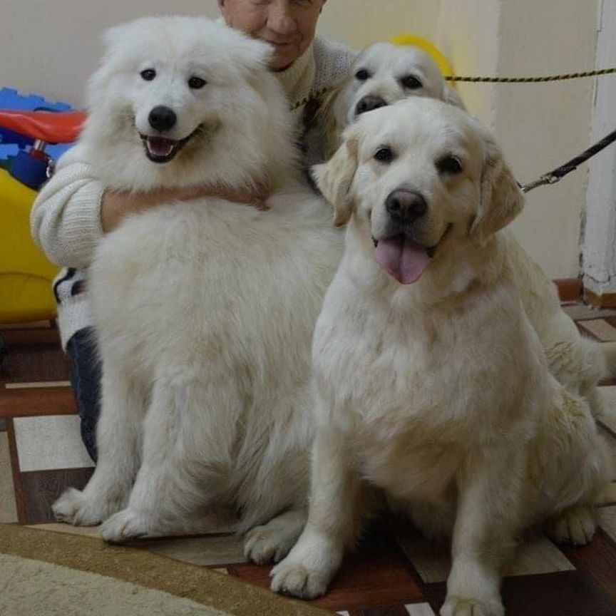 Щенки и подростки