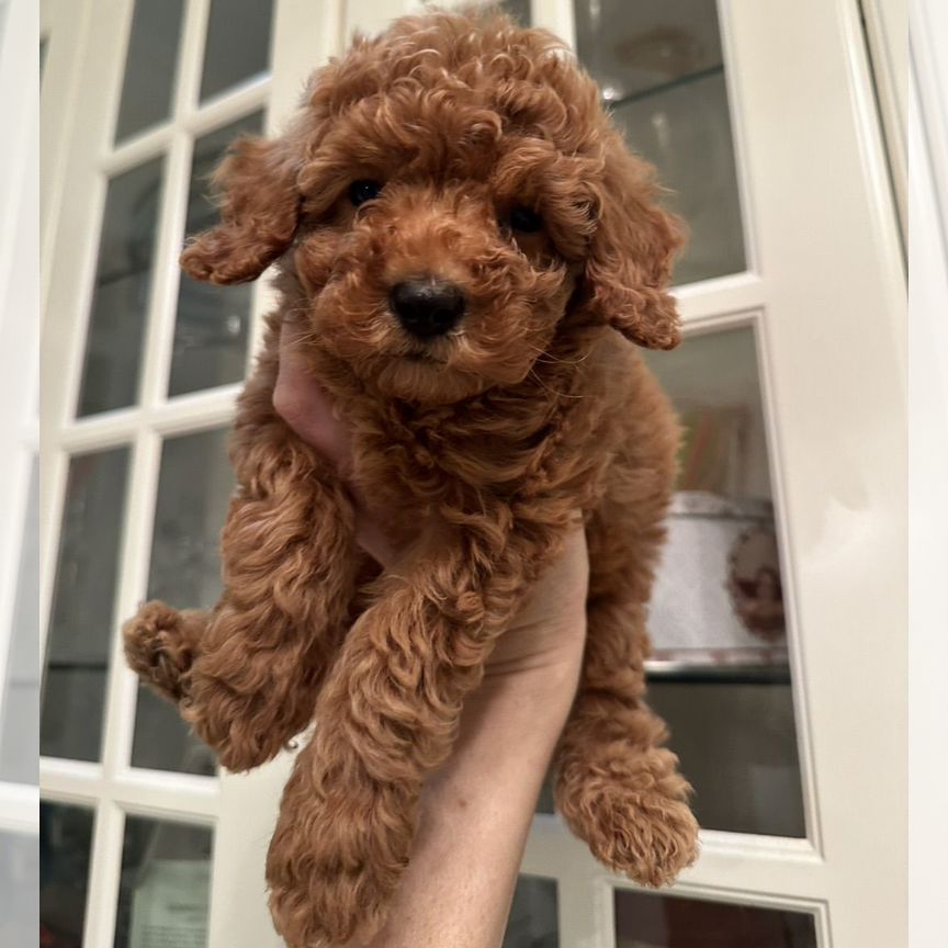 Той-пудель, щенок