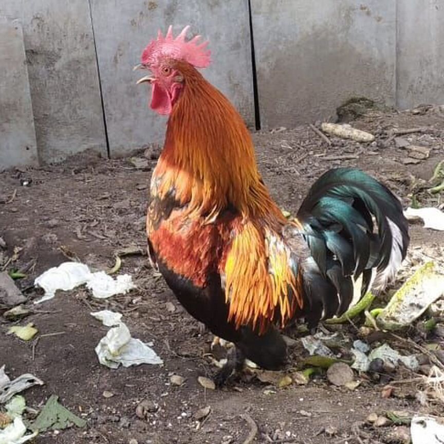 Петух Алтайской бентамки