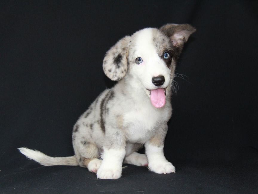 Вельш корги кардиган, мраморный красавчик