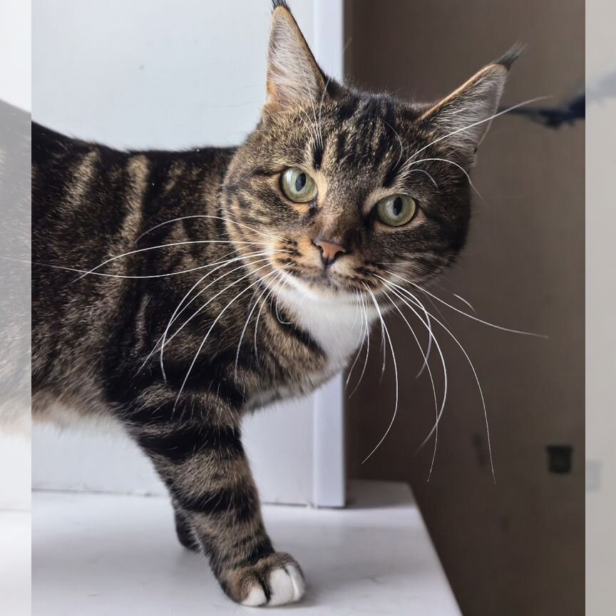 Взрослый кот в добрые руки