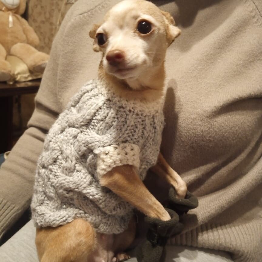 Мини той-терьер