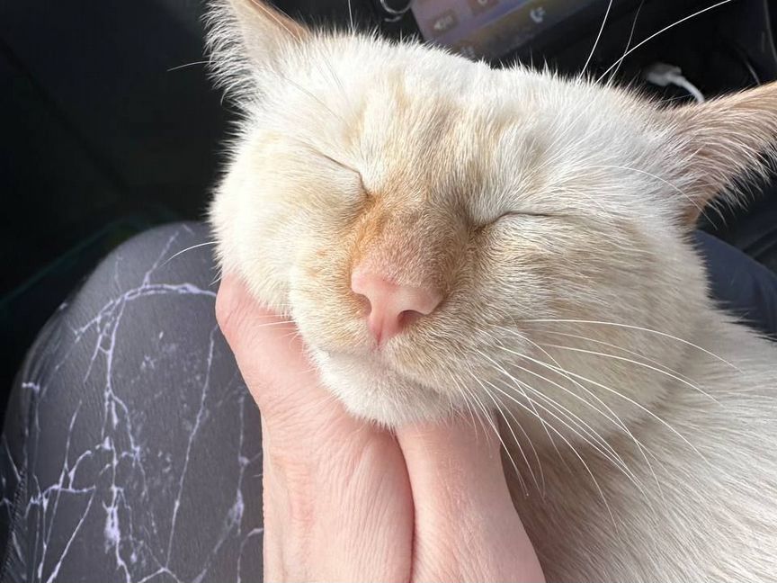 Потерялся кот при переезде