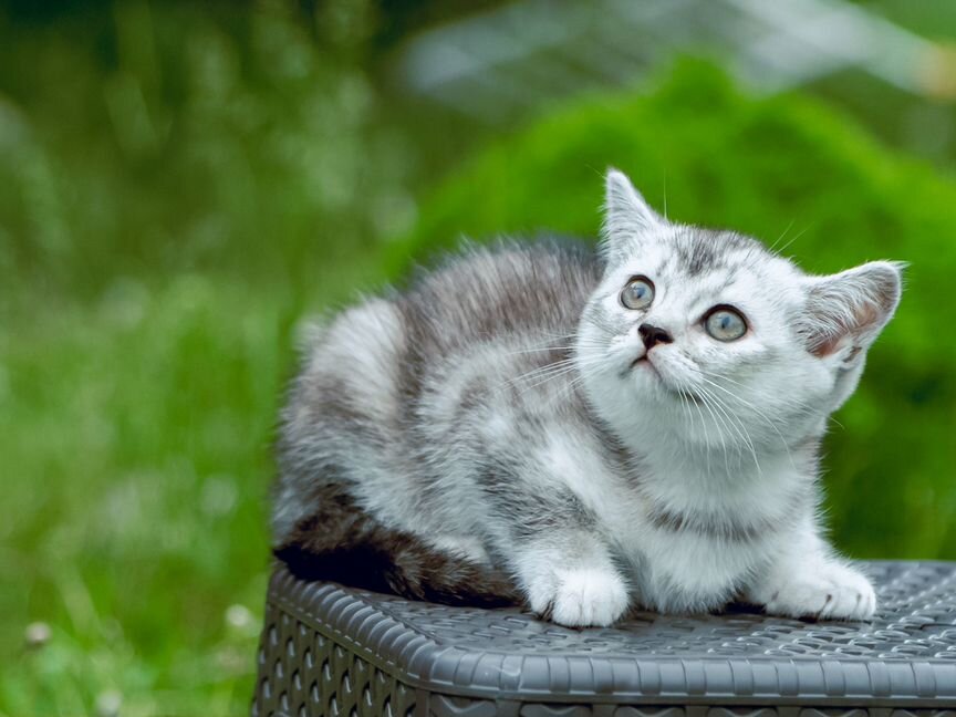 Шотландские прямоухие котята