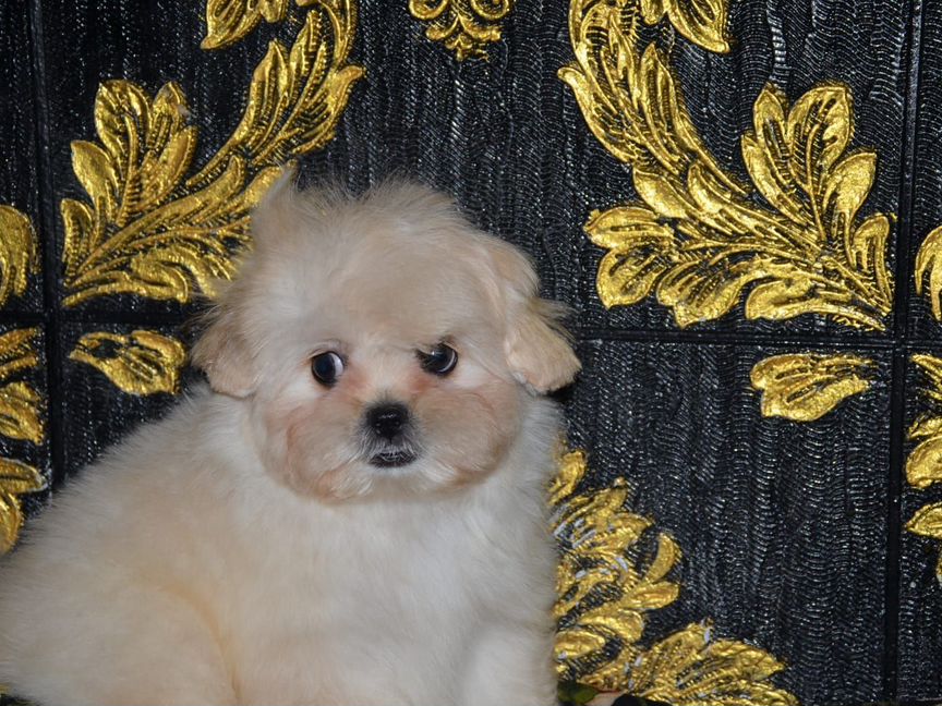 Обезьянка непоседа Мальтипу ф1