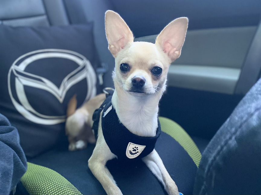 Вязка Кобель Чихуахуа Дир