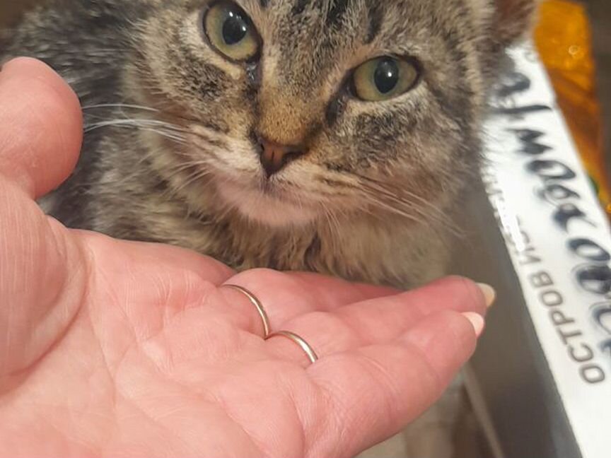 Котёнок котик