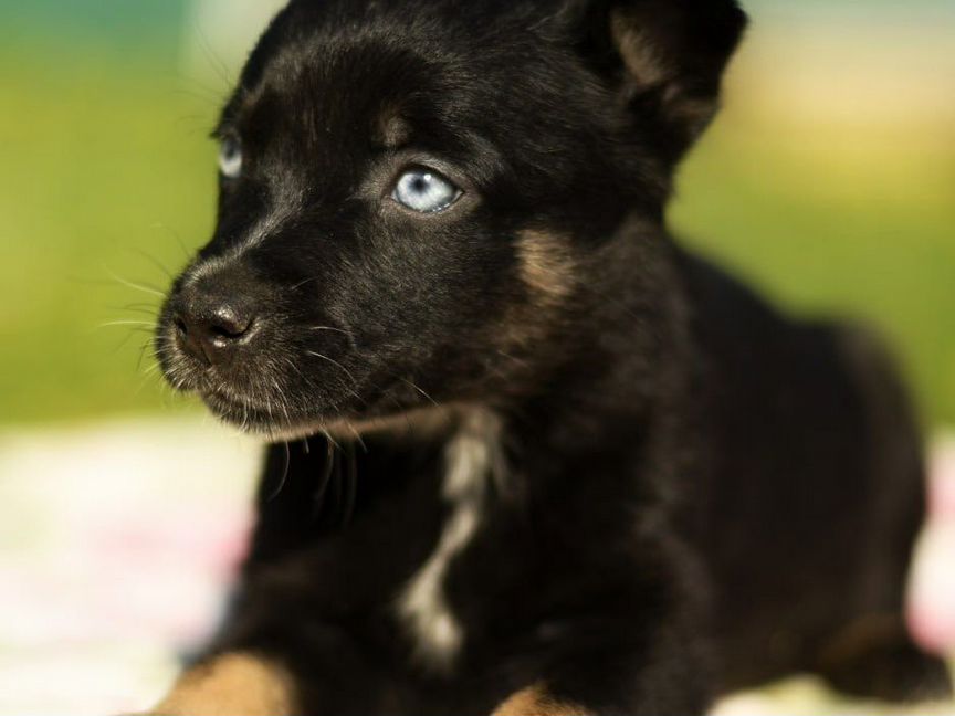 Щенок Стелла в добрые руки