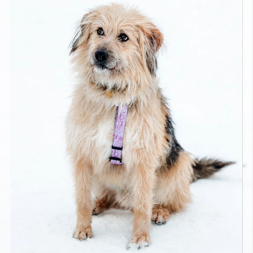 Взрослый пёс в добрые руки