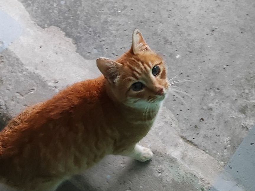 Кот