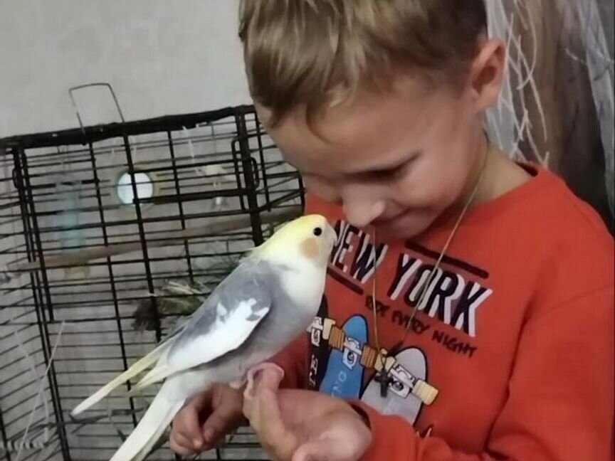 Попугай корелла с клеткой