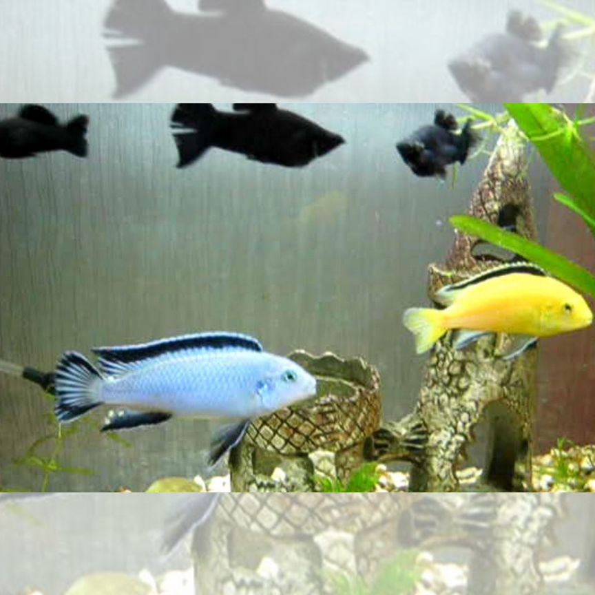 Псевдотрофеус Соколова и елоу