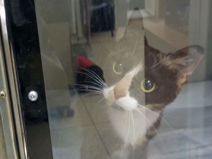 Кошка в добрые руки