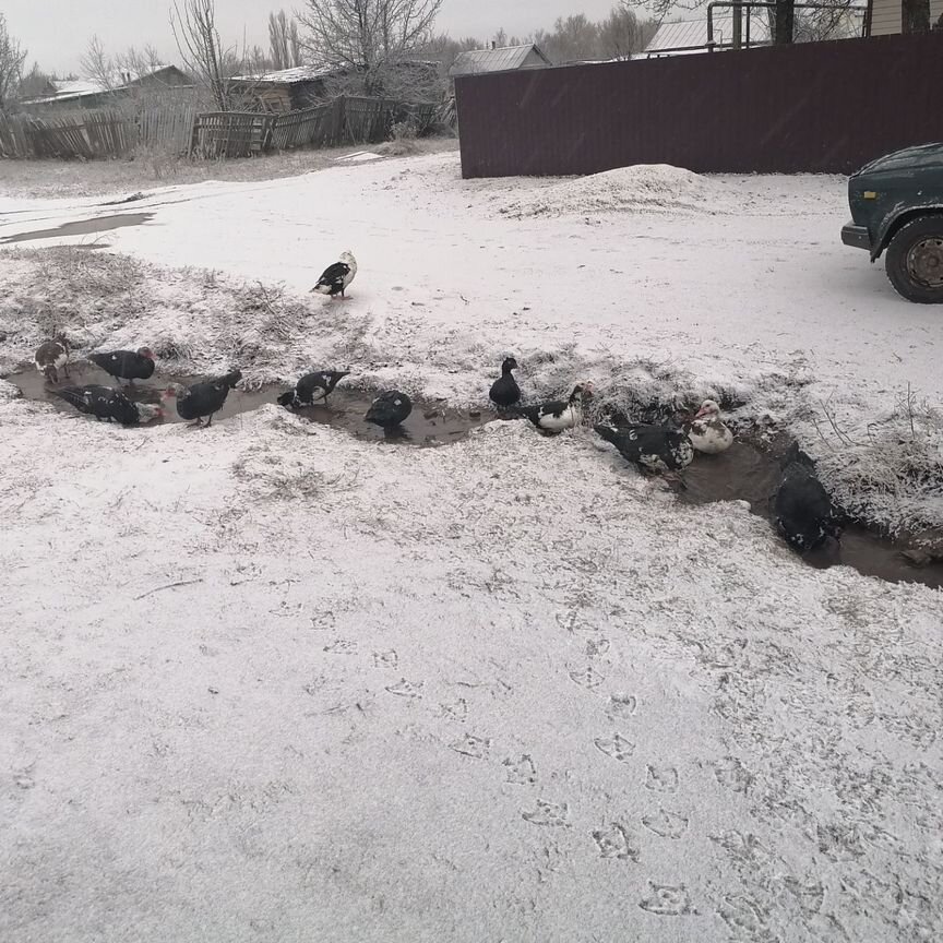 Гуси и шипуны