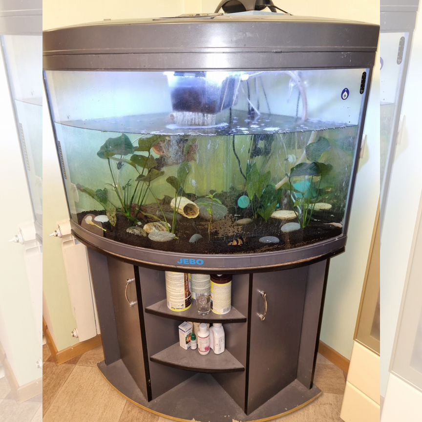 Аквариумные рыбки, растения, рыбки