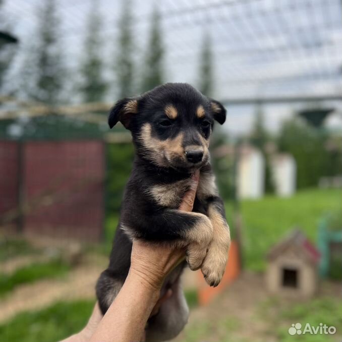 Симпатяга Микки ищет дом
