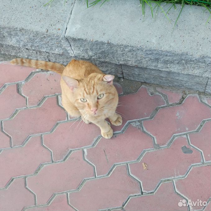 Бездомный кот ищет дом