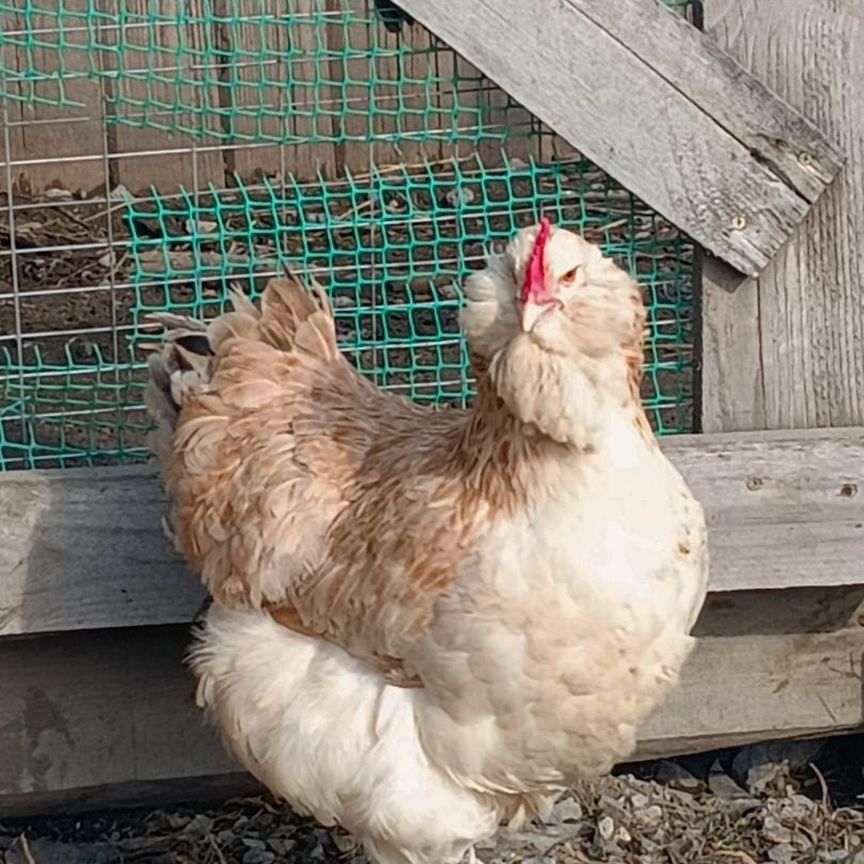 Продам семью Фавероль