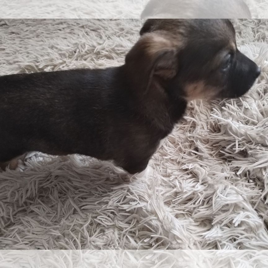 Щенки чихуахуа