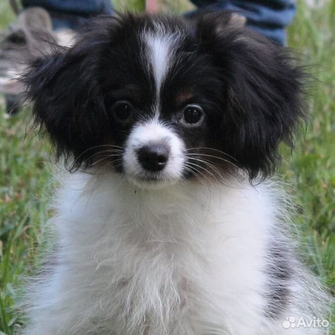 Папийон щенок мальчик