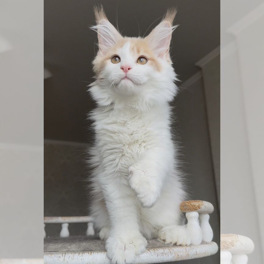 Мейн-кун котёнок