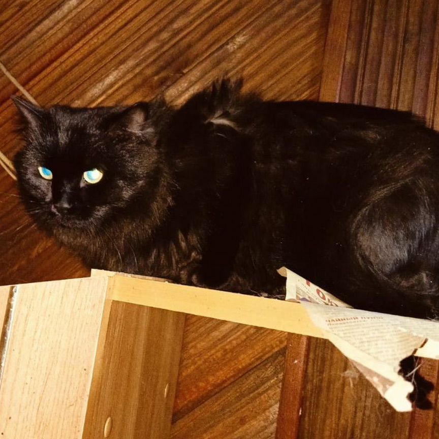 Взрослый кот в добрые руки