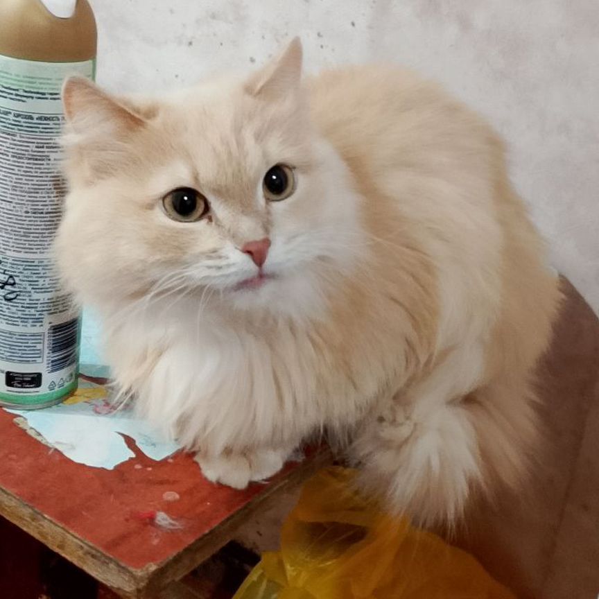 Взрослая кошка в добрые руки