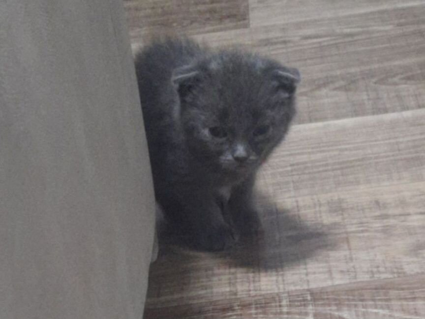 Котенок, папа британец