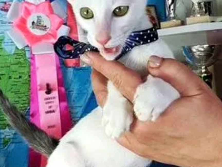 Белый ориентальный котенок