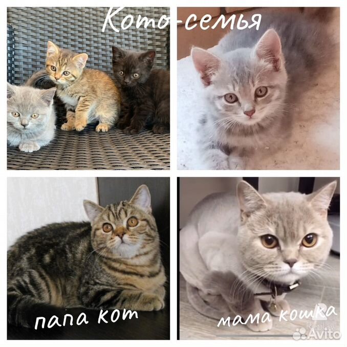 Котята шотландцы прямоухие