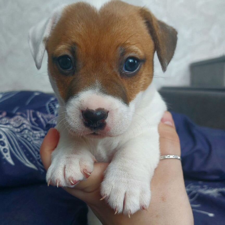Джек-рассел-терьер, щенок