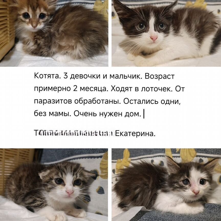 Котята в добрые ручки