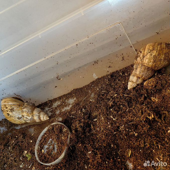 Улитки ахатины бесплатно