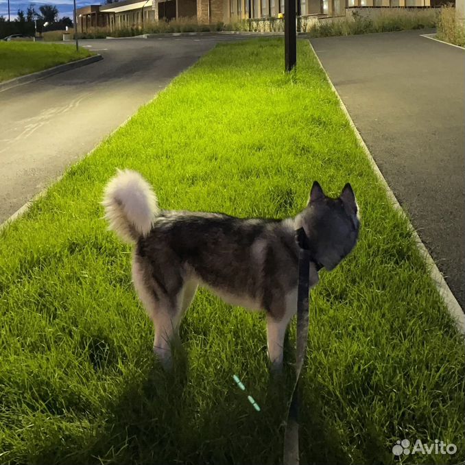 Отдам девочку хаски