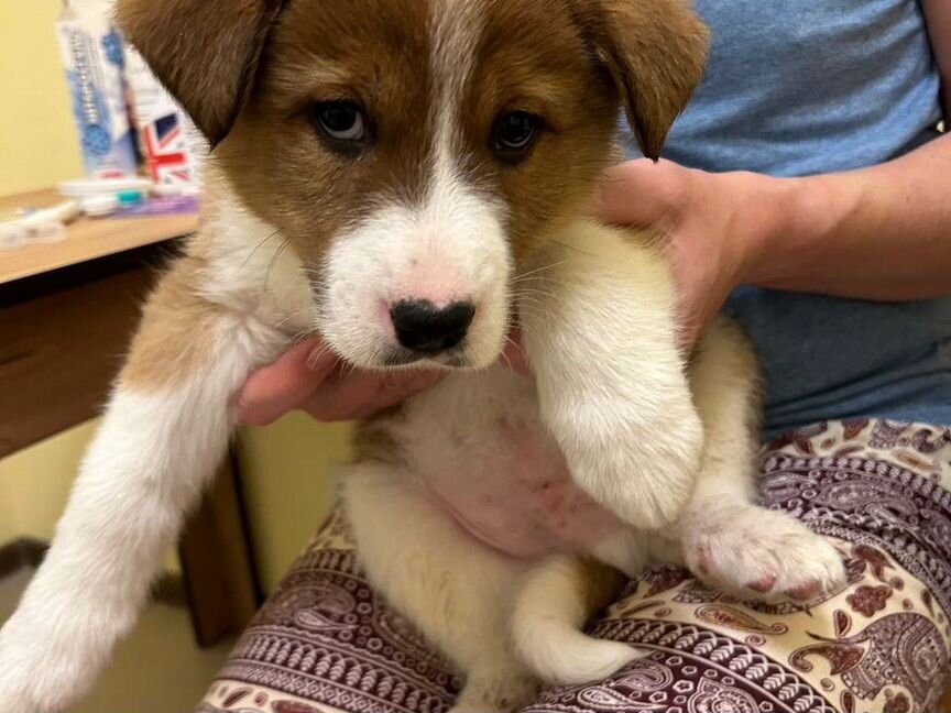 Удивительный щенок в добрые руки