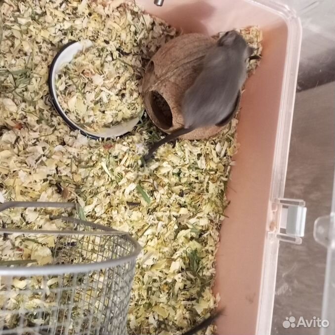 Песчанка