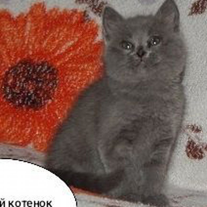 Котёнок в добрые руки