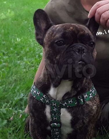 Французский бульдог вязка