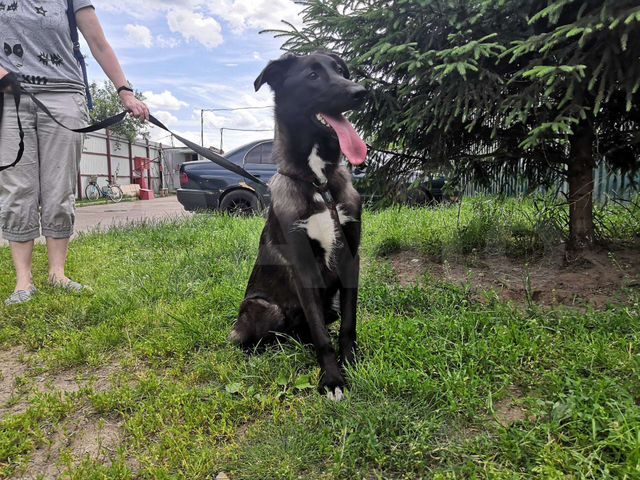 Жасмин собака подросток