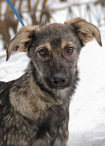 Щенок метис