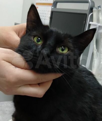 Кошечка Пантера