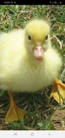 Утята Агидель